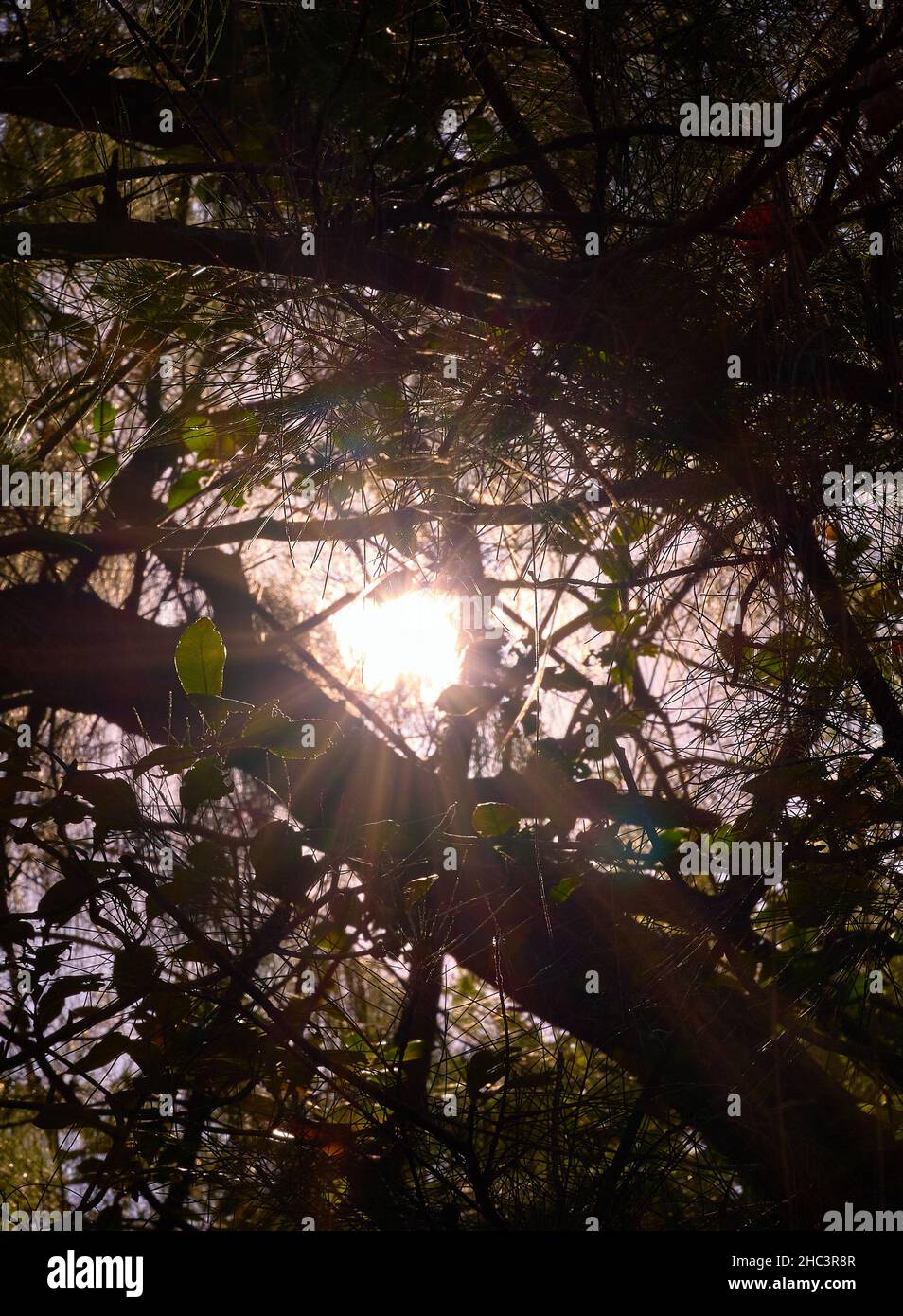 Bright sunlight breaking through tree branches Stock Photo - Alamy