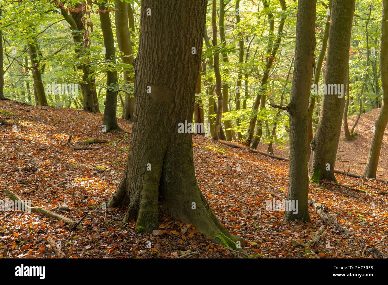 Closeup of trees in a green forest Stock Photo - Alamy