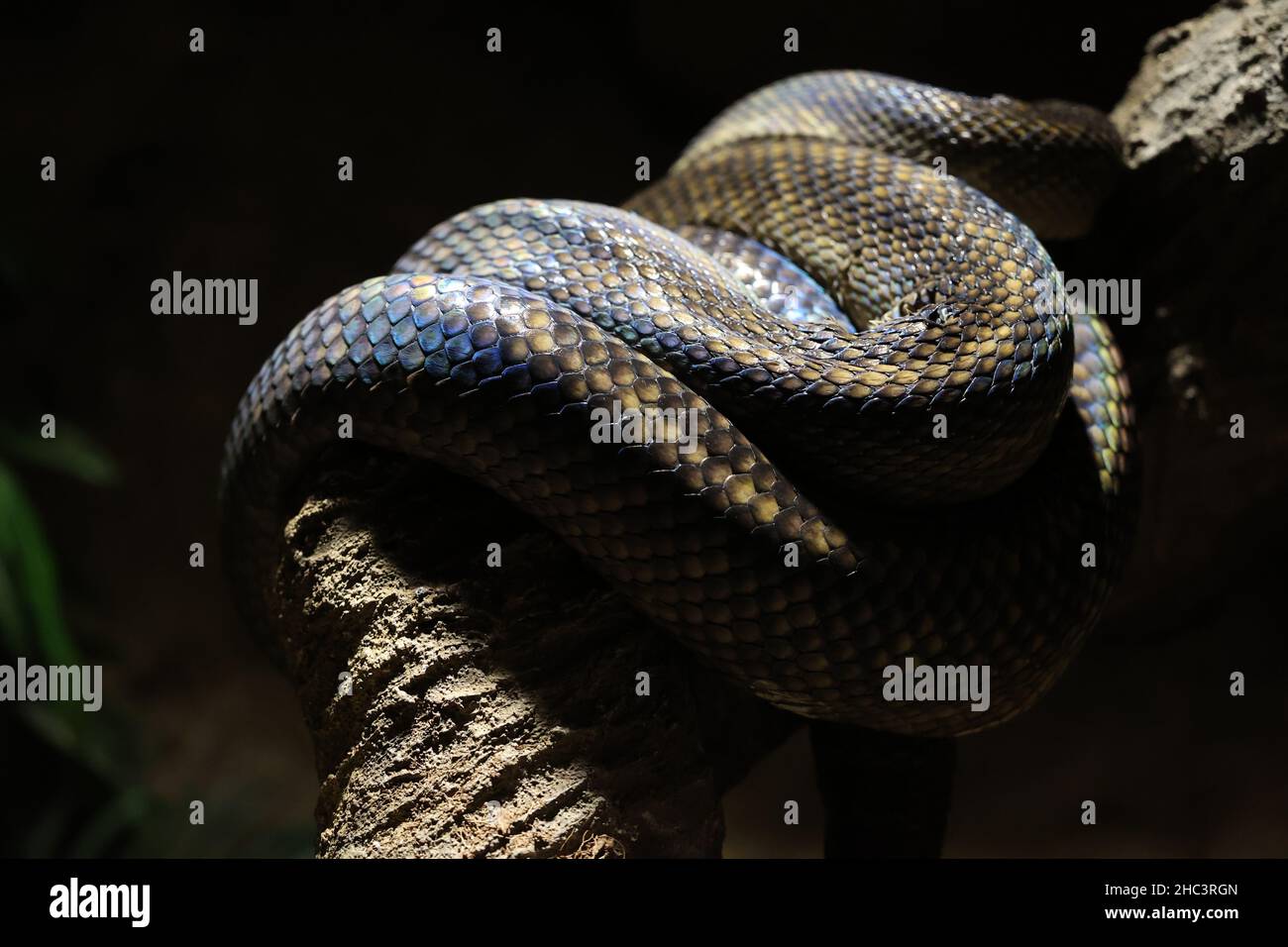 Python in snake park hi-res stock photography and images - Alamy