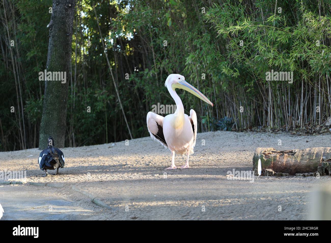 amidst the captivating world of avian wonders, stands a remarkable ...
