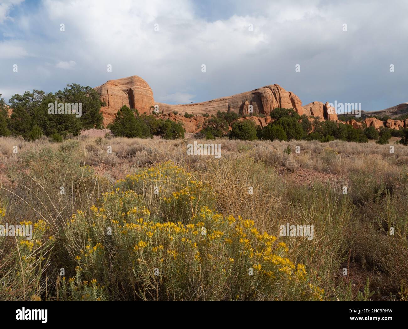 Red rock cliffs in rural Arizona with a rubber rabbitbrush in the ...