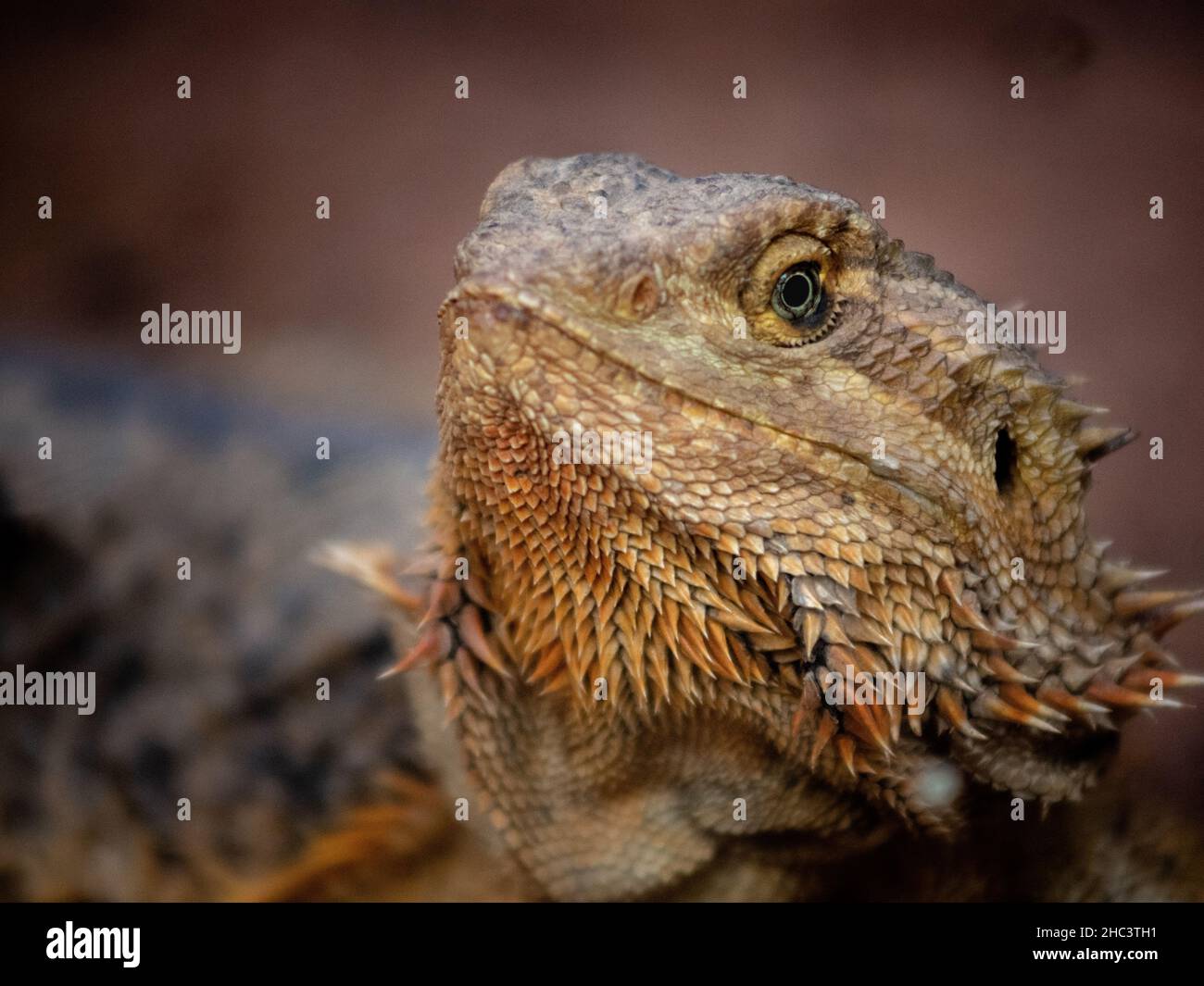Dragon face hi-res stock photography and images - Alamy