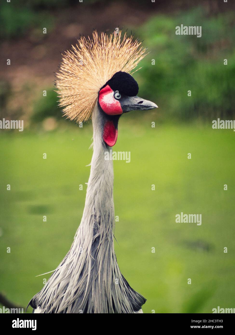 Crane bird black background hi-res stock photography and images - Alamy
