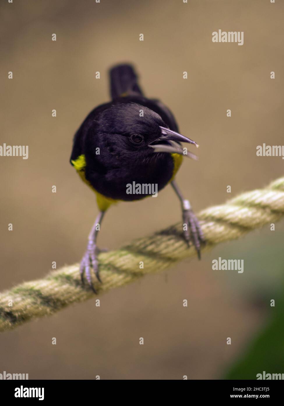 Black crow on rope hi-res stock photography and images - Alamy
