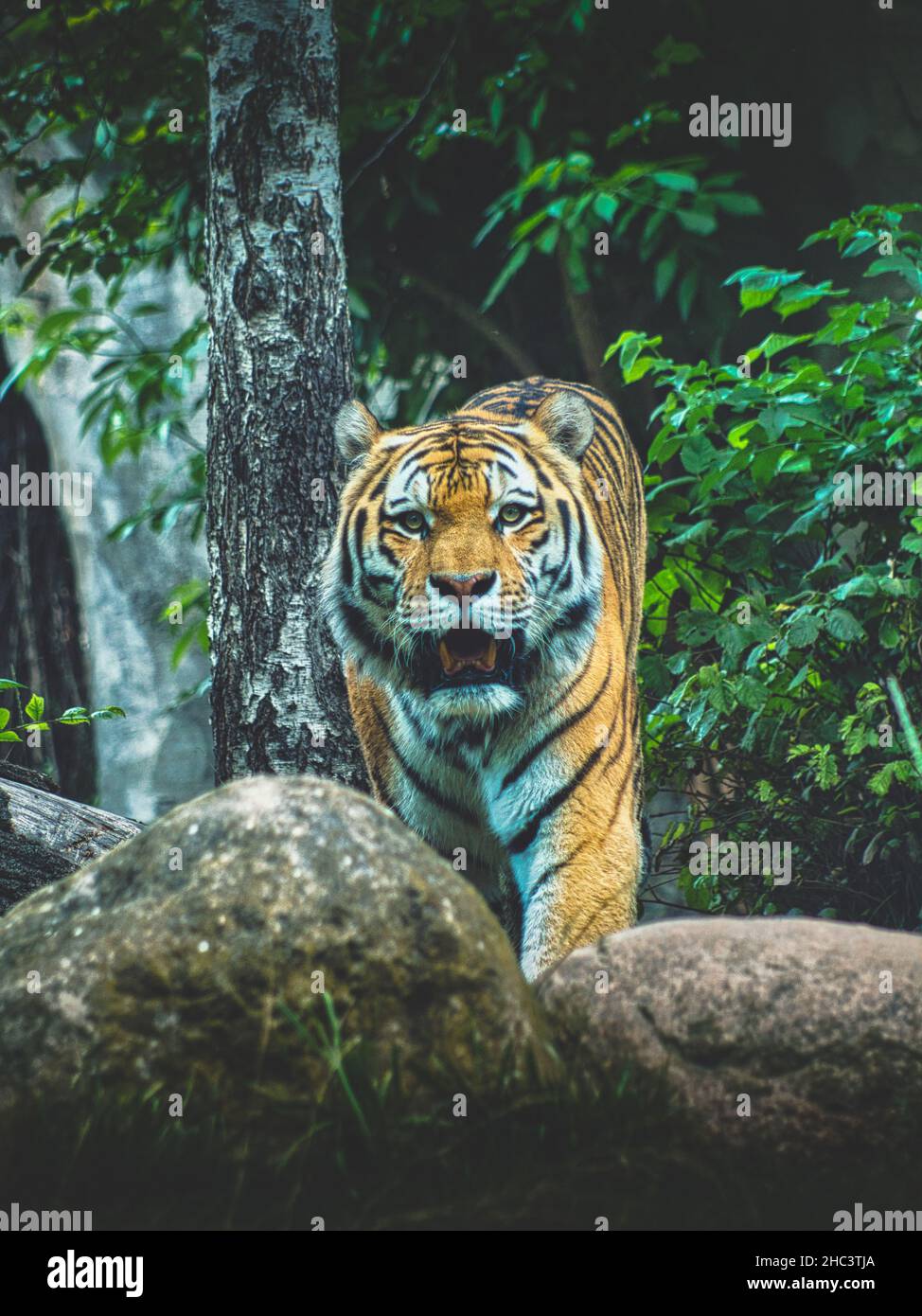 Vertical shot of a majestic growling tiger in a forest Stock Photo - Alamy
