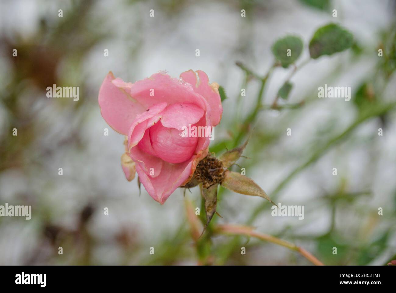 Red rose with ice and snow cap Stock Photo - Alamy