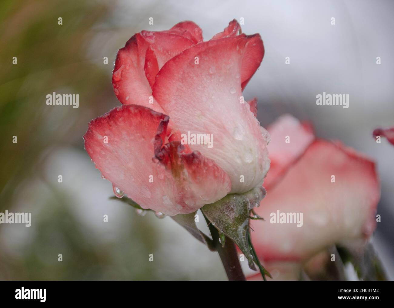 Red rose with ice and snow cap Stock Photo - Alamy