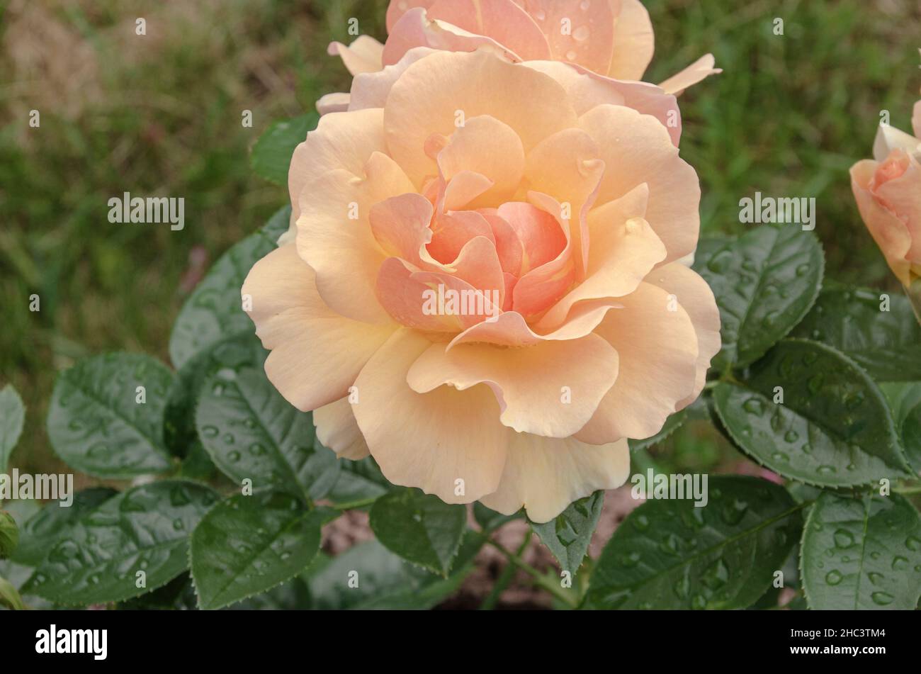 Red rose with ice and snow cap Stock Photo - Alamy