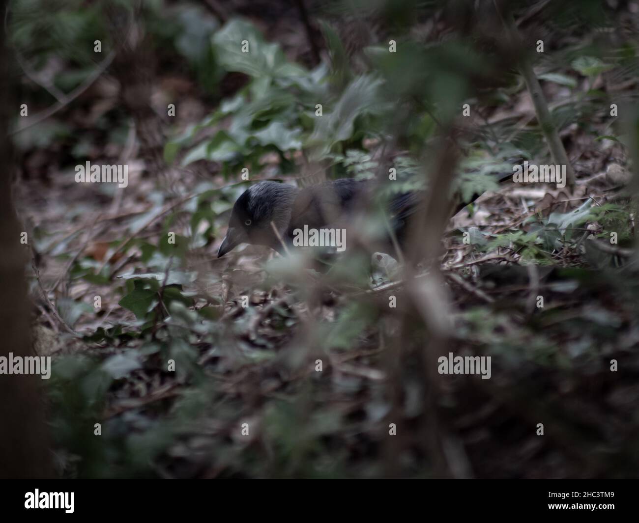 Beauty of a crow hi-res stock photography and images - Alamy