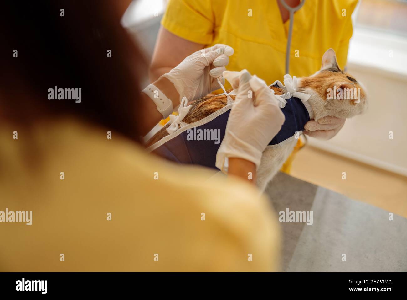 Domestic cat having check-up at animal vet clinic Stock Photo - Alamy