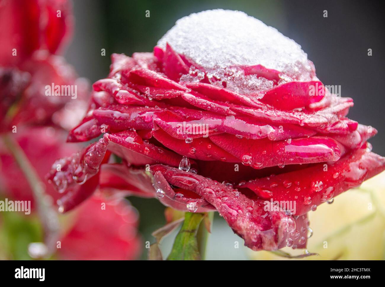Red rose with ice and snow cap Stock Photo - Alamy