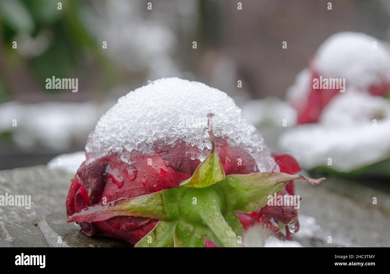Red rose with ice and snow cap Stock Photo - Alamy
