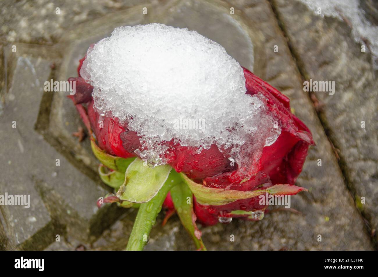 Red rose with ice and snow cap Stock Photo - Alamy