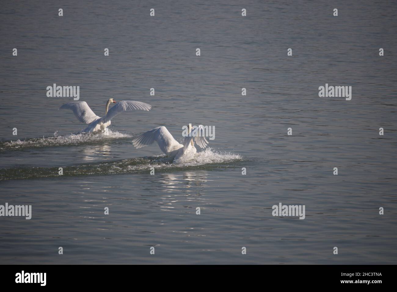 Flying animals with beaks hi-res stock photography and images - Alamy