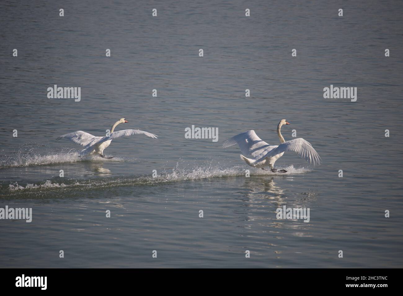 Flying animals with beaks hi-res stock photography and images - Alamy