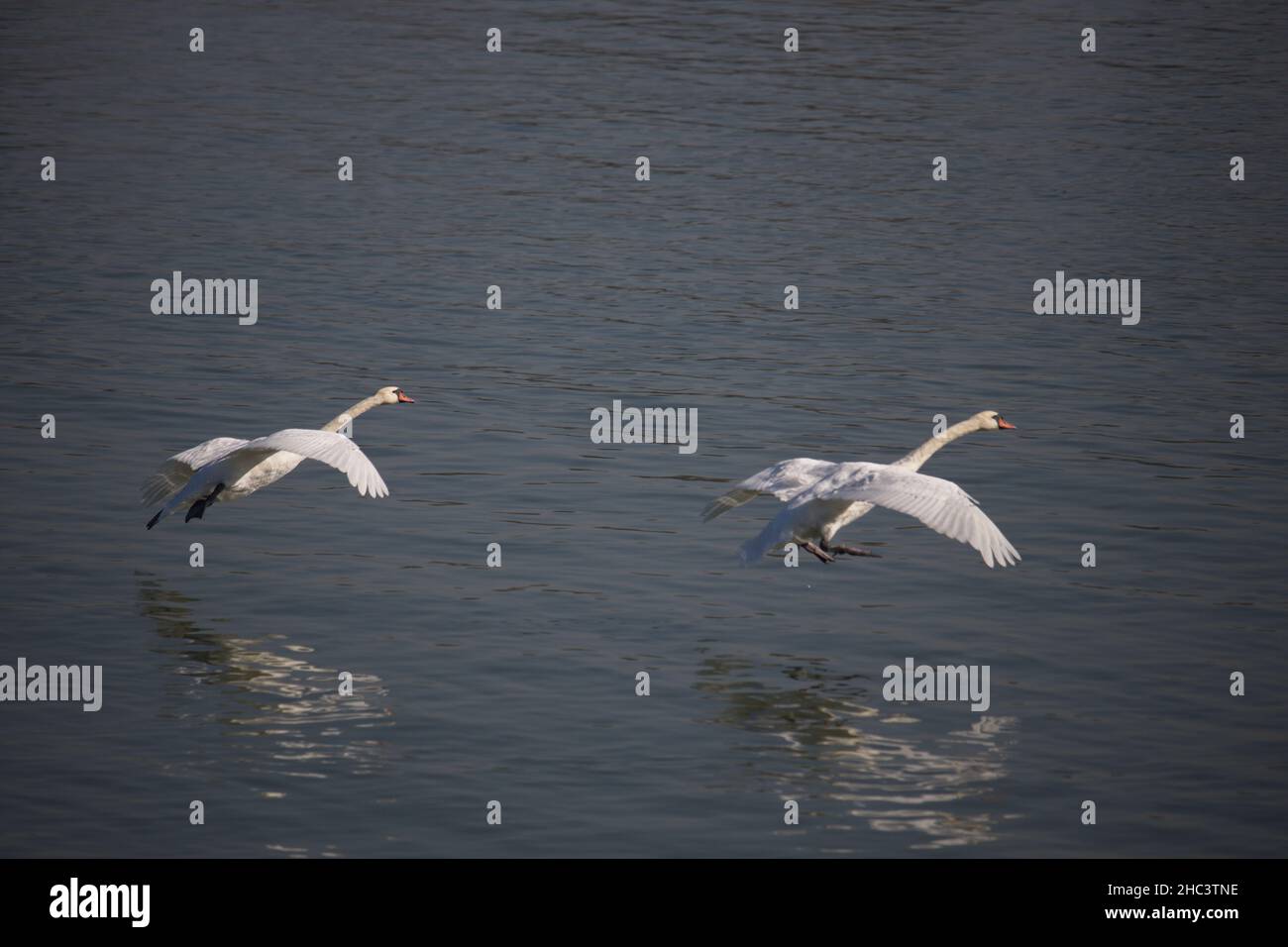 Flying animals with beaks hi-res stock photography and images - Alamy