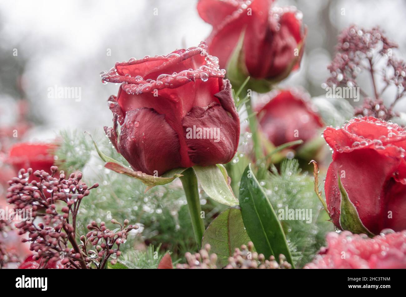 Red rose with ice and snow cap Stock Photo - Alamy