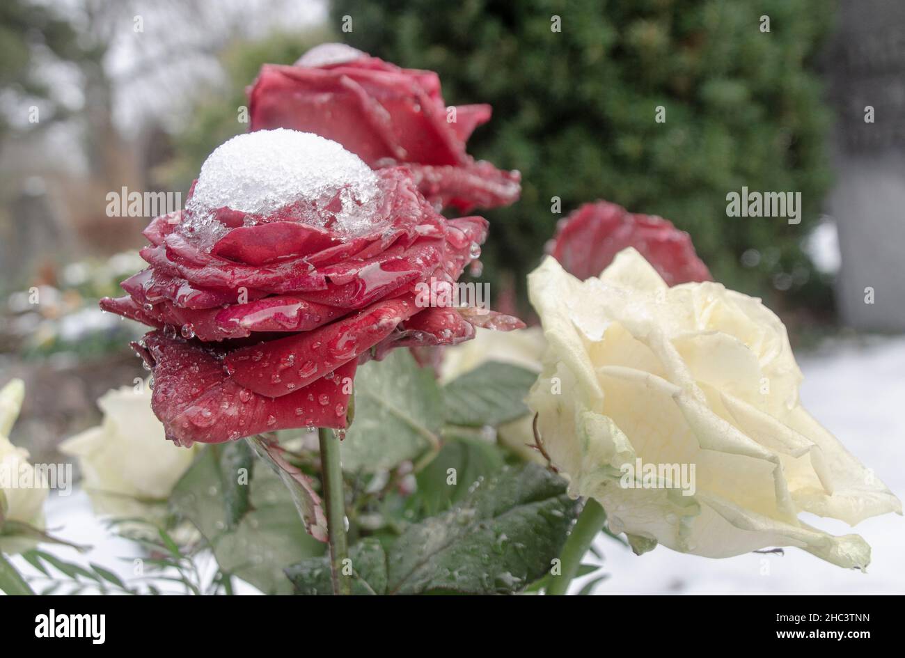 Red rose with ice and snow cap Stock Photo - Alamy