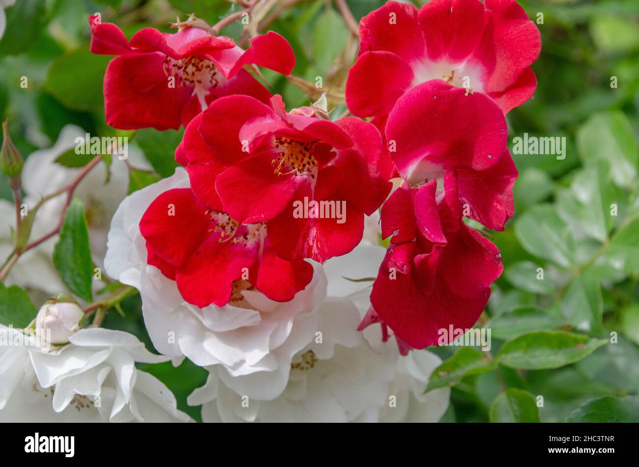 Red rose with ice and snow cap Stock Photo - Alamy