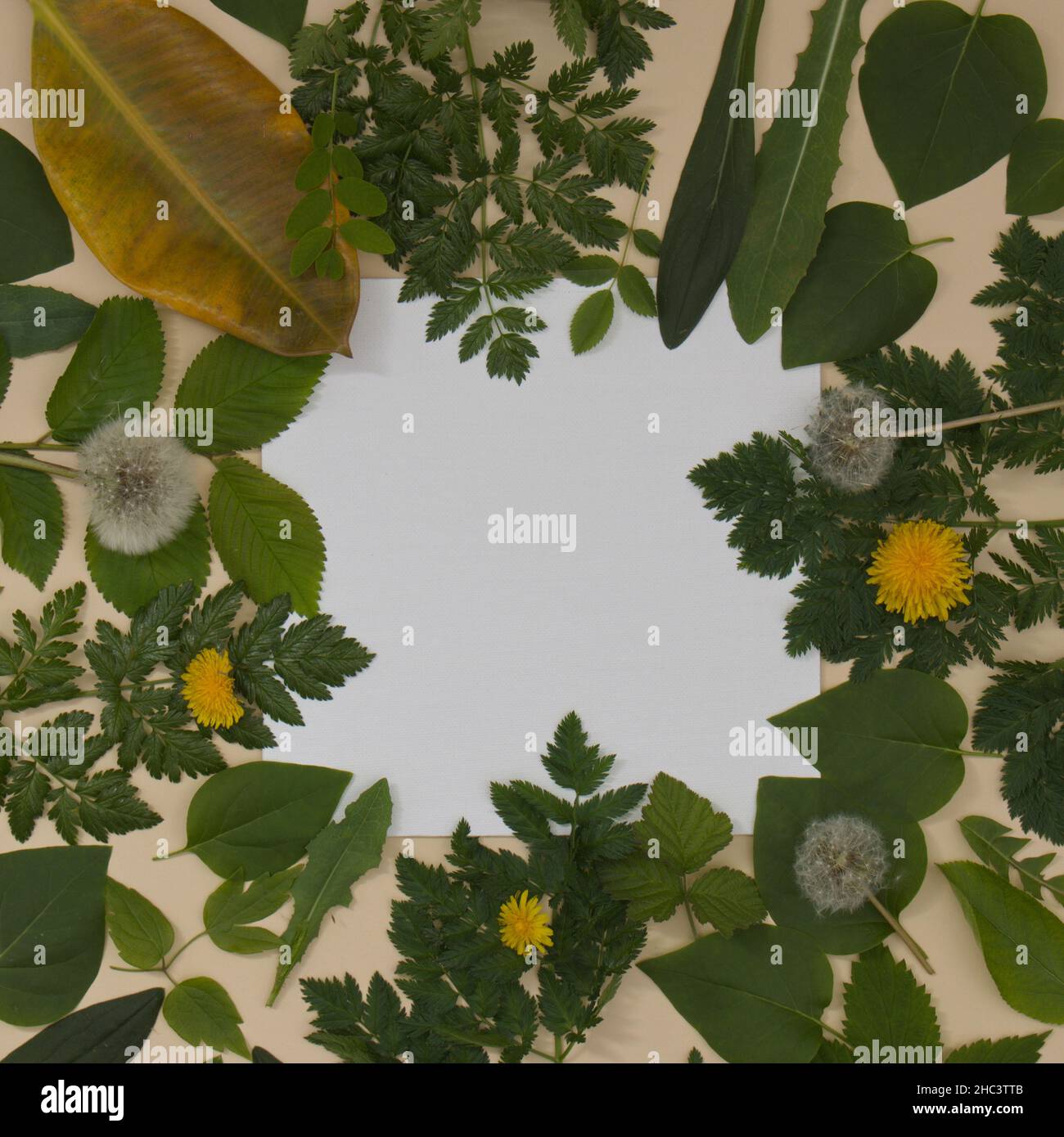 Green forest leaves and grass arranged around copy space. Fern and ...