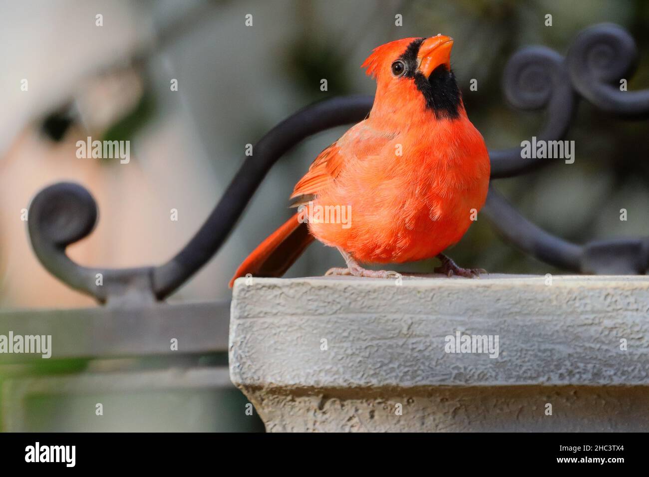 Closeup shot of a Northern cardinal on a blurred background Stock Photo ...
