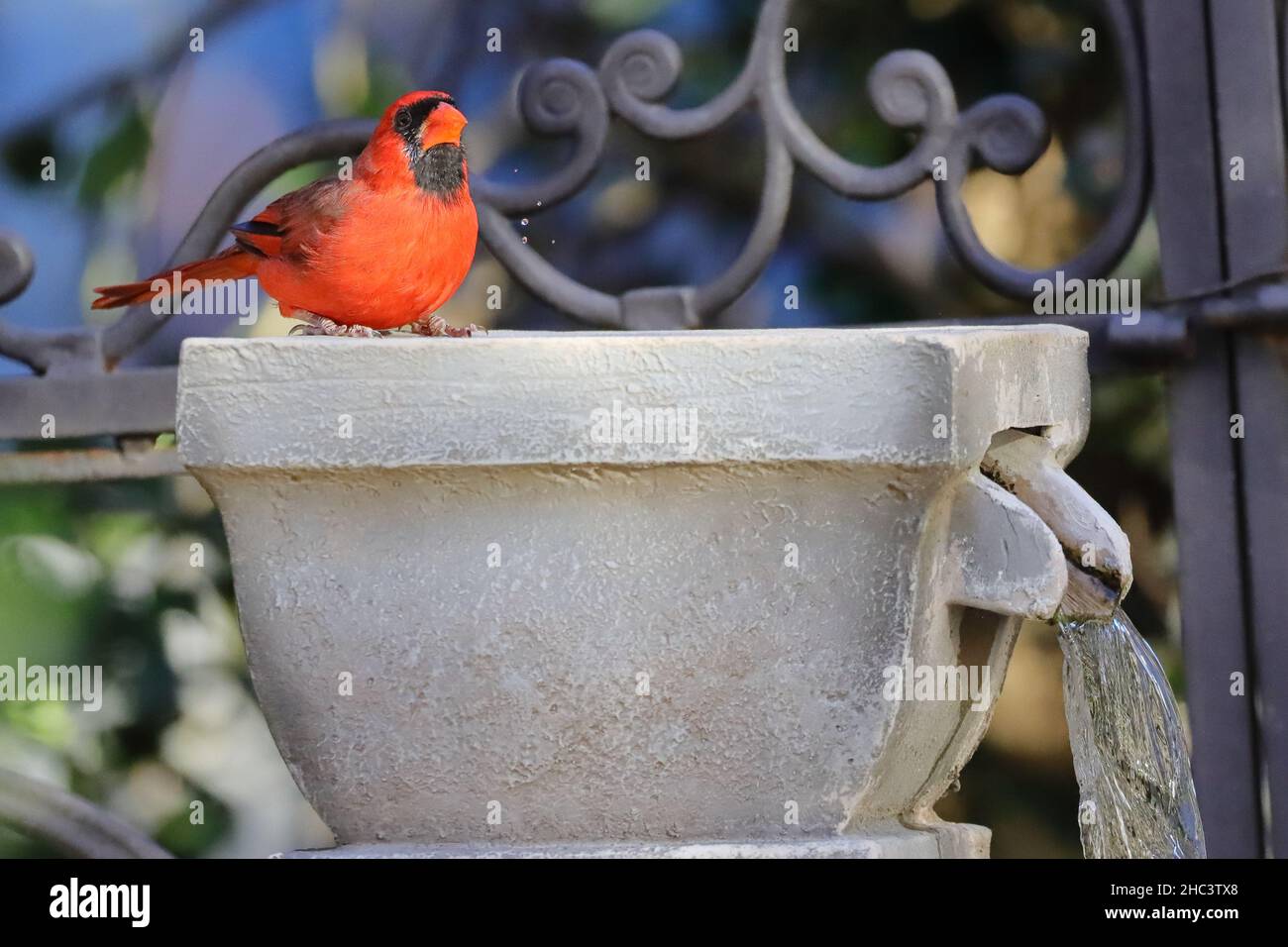 Closeup shot of a Northern cardinal on a blurred background Stock Photo ...