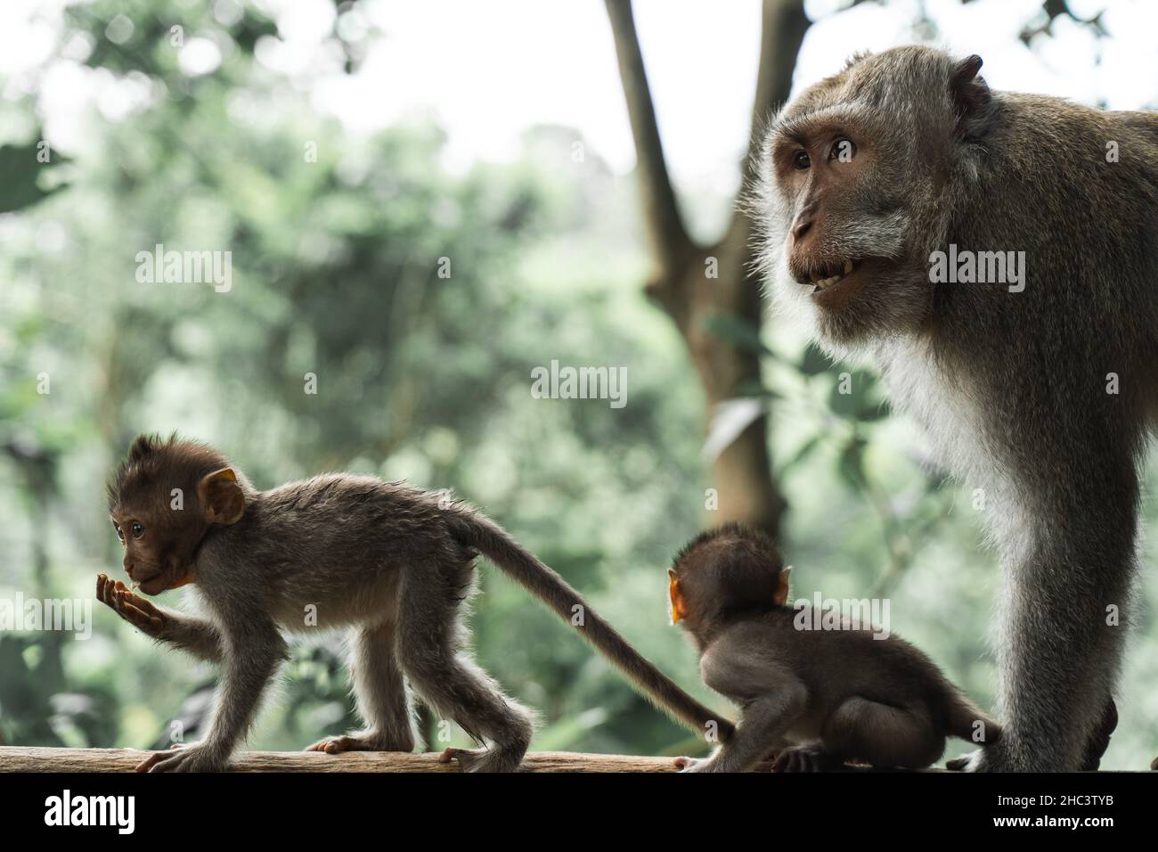Macaque group hi-res stock photography and images - Alamy