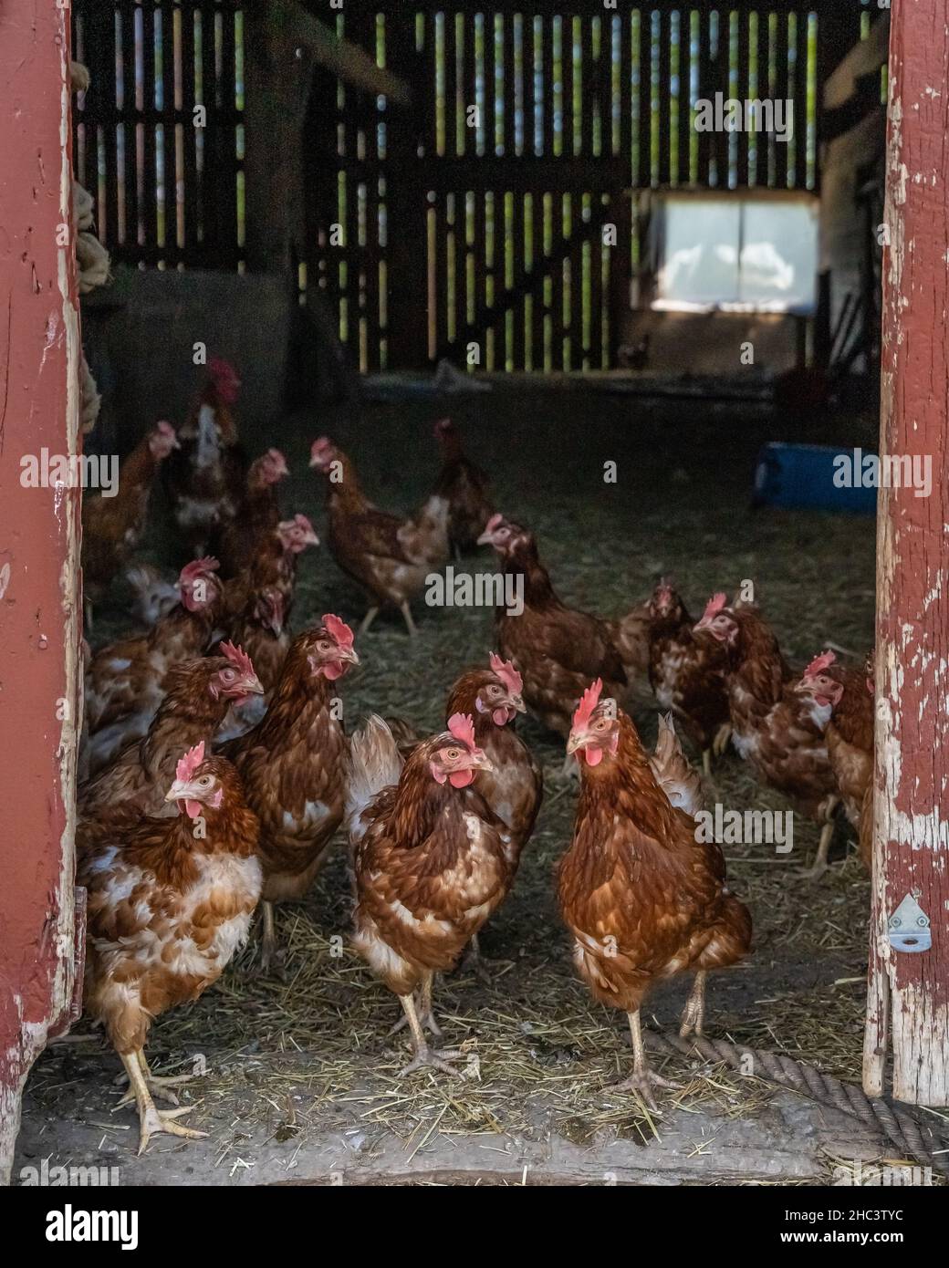 Vertical shot of a group of brown roosters in a barn Stock Photo - Alamy