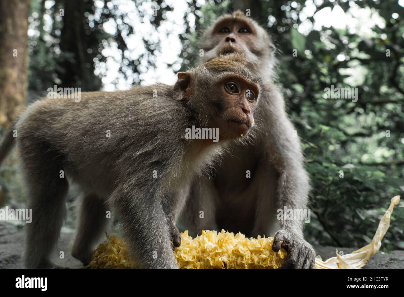 Monkeys in the park hi-res stock photography and images - Alamy