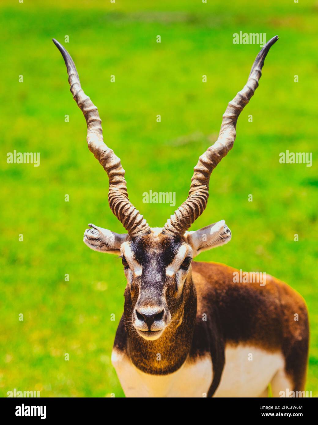 Vertical shot of the blackbuck antelope in its habitat Stock Photo - Alamy