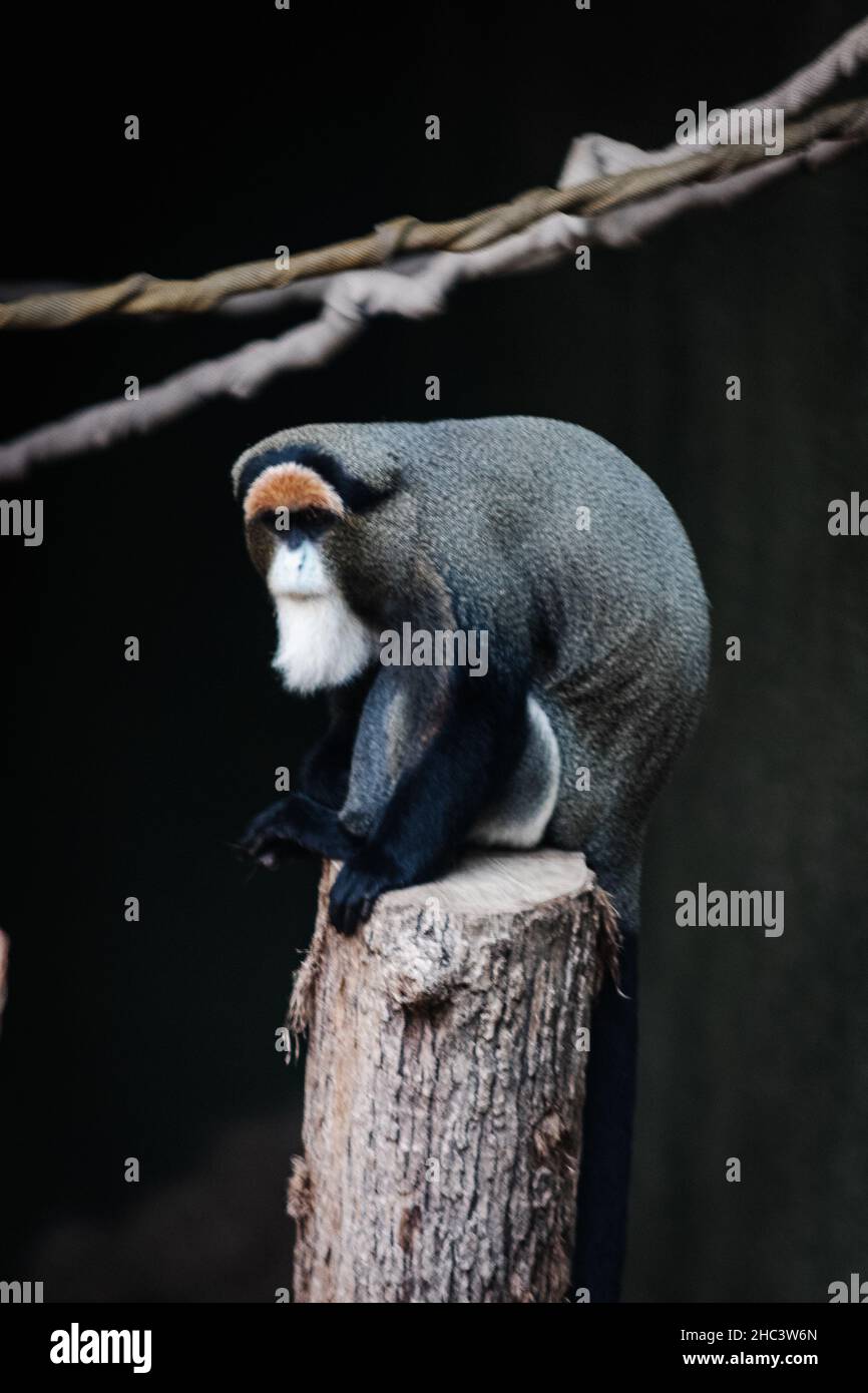 De brazza hi-res stock photography and images - Alamy