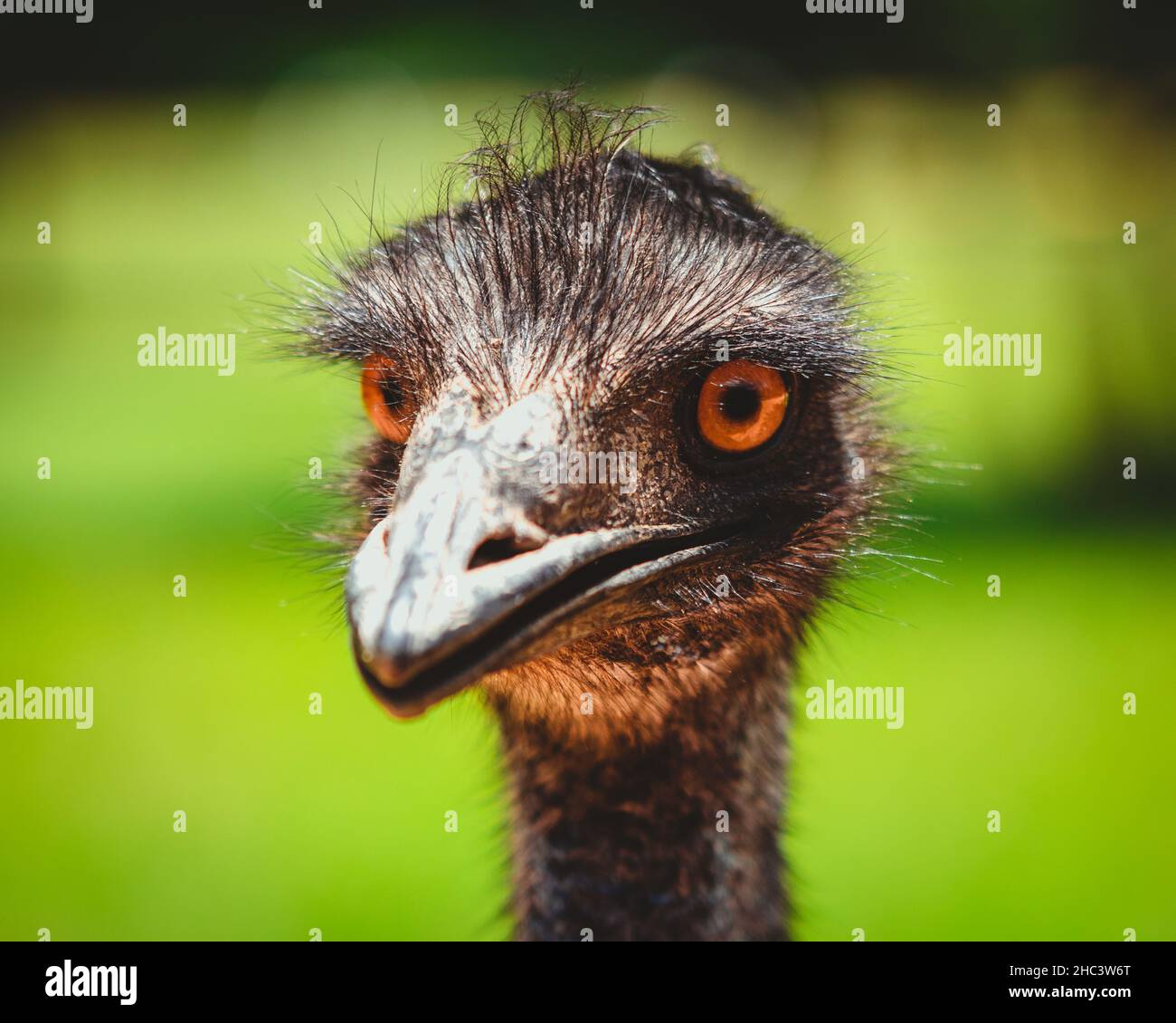 Closeup shot of a cute Emu in its habitat Stock Photo - Alamy