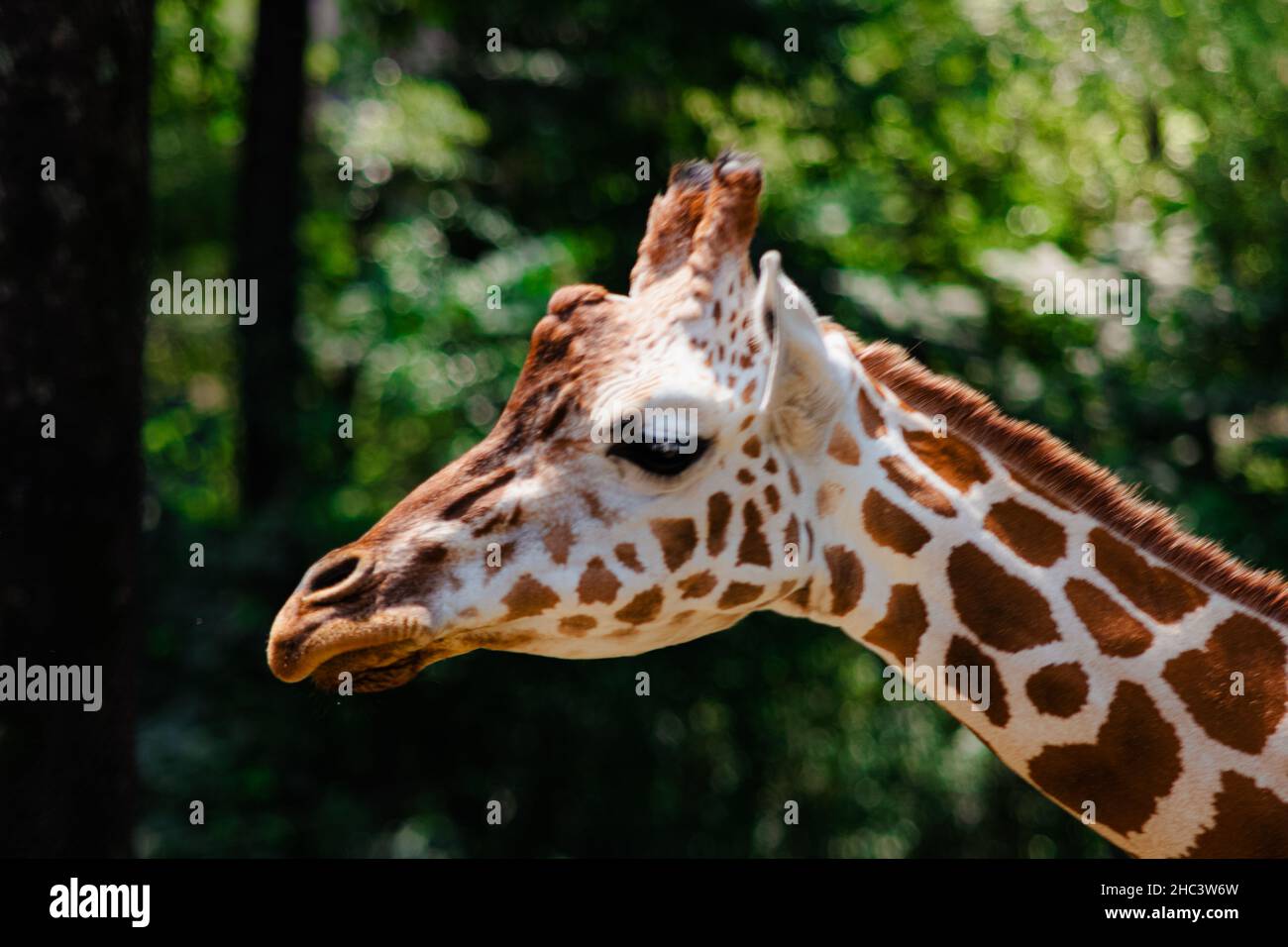 Beautiful giraffe hi-res stock photography and images - Alamy