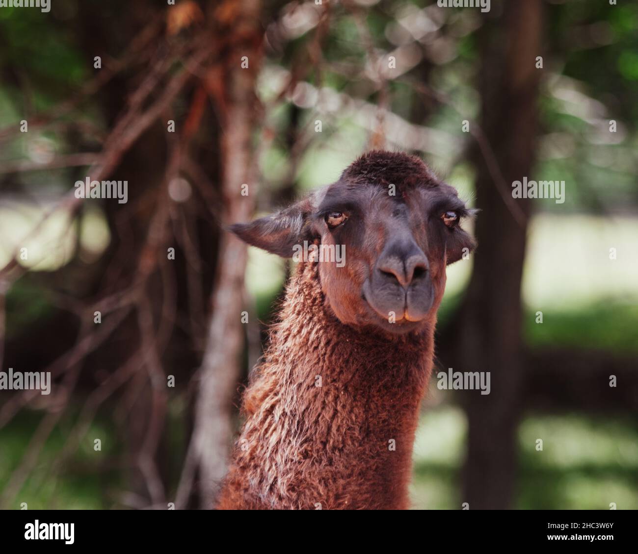 Cute camel hi-res stock photography and images - Alamy