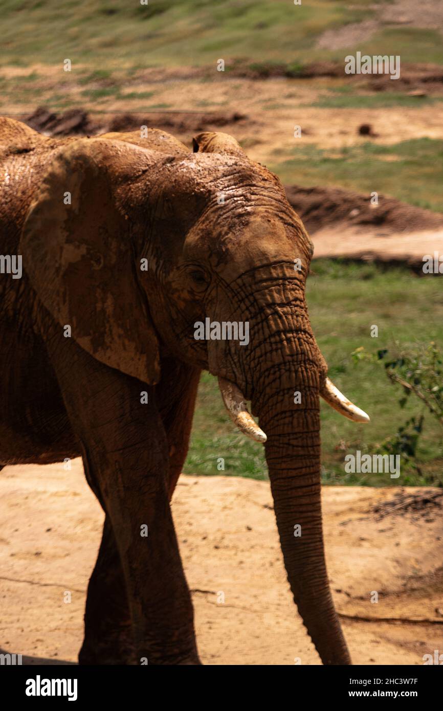 Vertical shot of an elephant in its habitat Stock Photo - Alamy