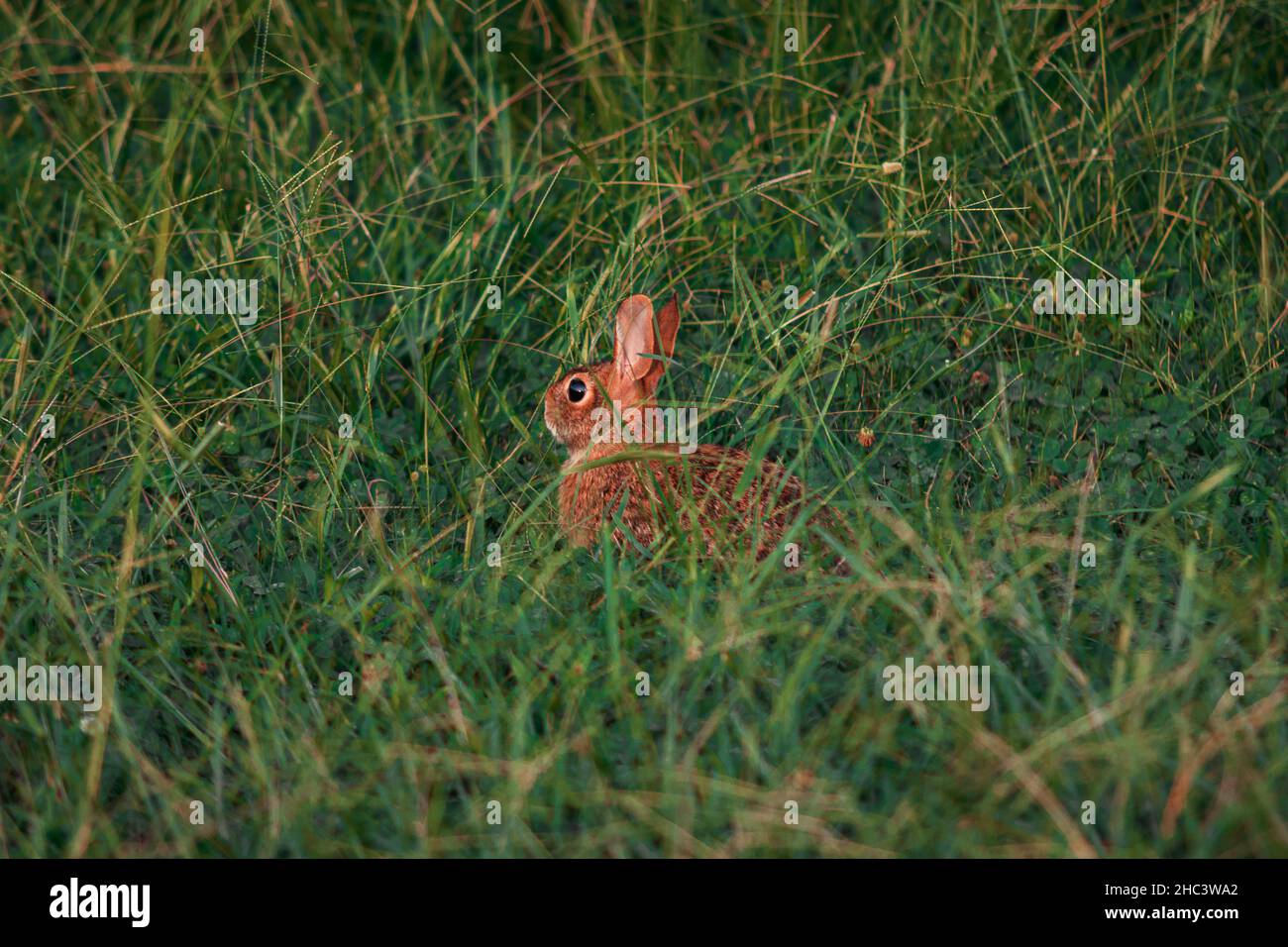 Rabbit among grass hi-res stock photography and images - Alamy