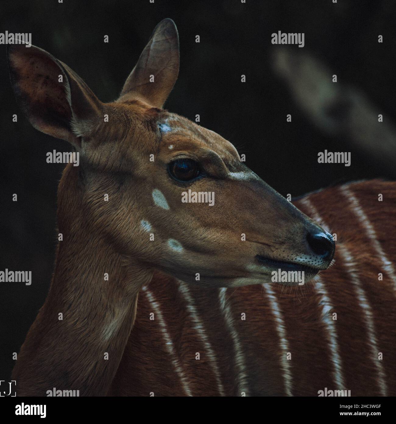 Deer detail hi-res stock photography and images - Alamy