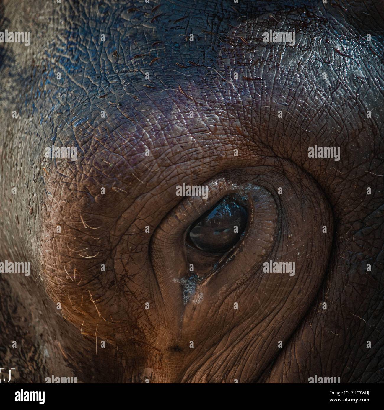 African elephant eye detail hi-res stock photography and images - Alamy