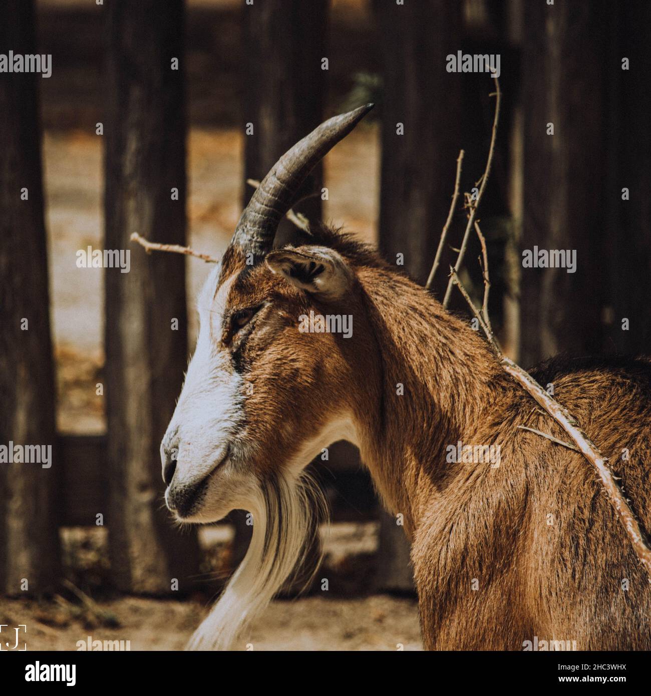 Close up of a goat eye hi-res stock photography and images - Alamy