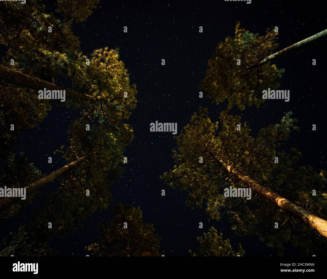 Night forest low light hi-res stock photography and images - Alamy