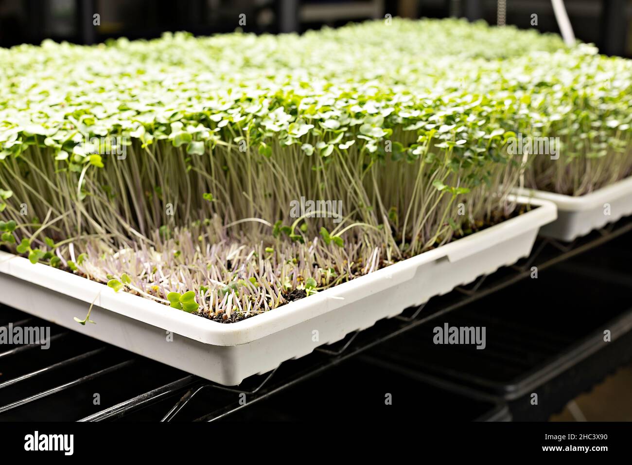 Closeup shot of microgreens being harvested in a white pot Stock Photo ...