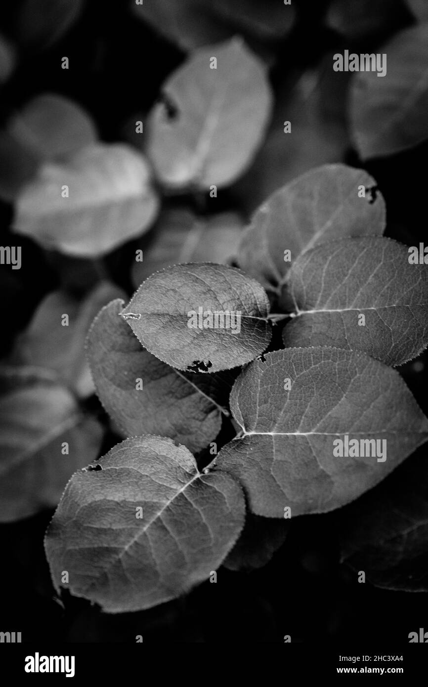 Grayscale shot of plants Stock Photo - Alamy