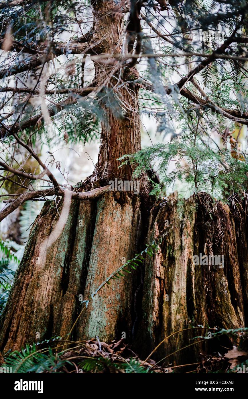 Closeup shot big tree trunk hi-res stock photography and images - Alamy