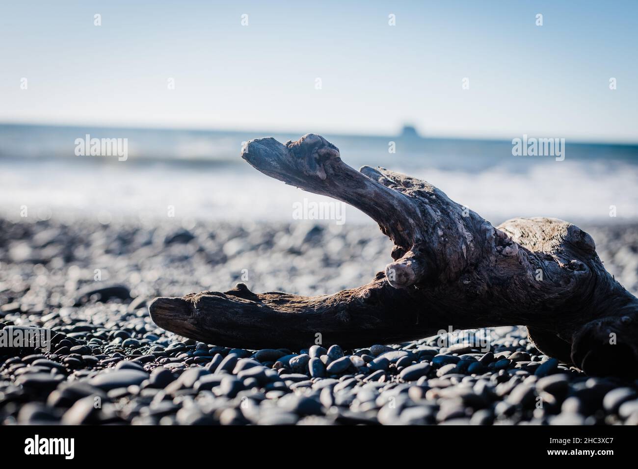 Tree root on the beach Stock Photo - Alamy