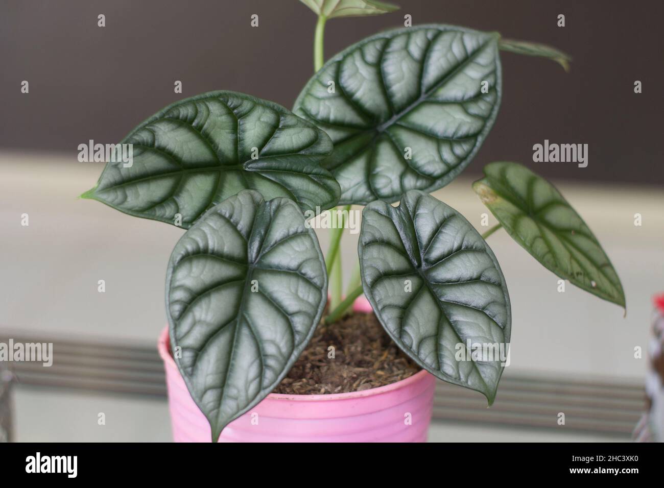 Alocasia dragon hi-res stock photography and images - Alamy