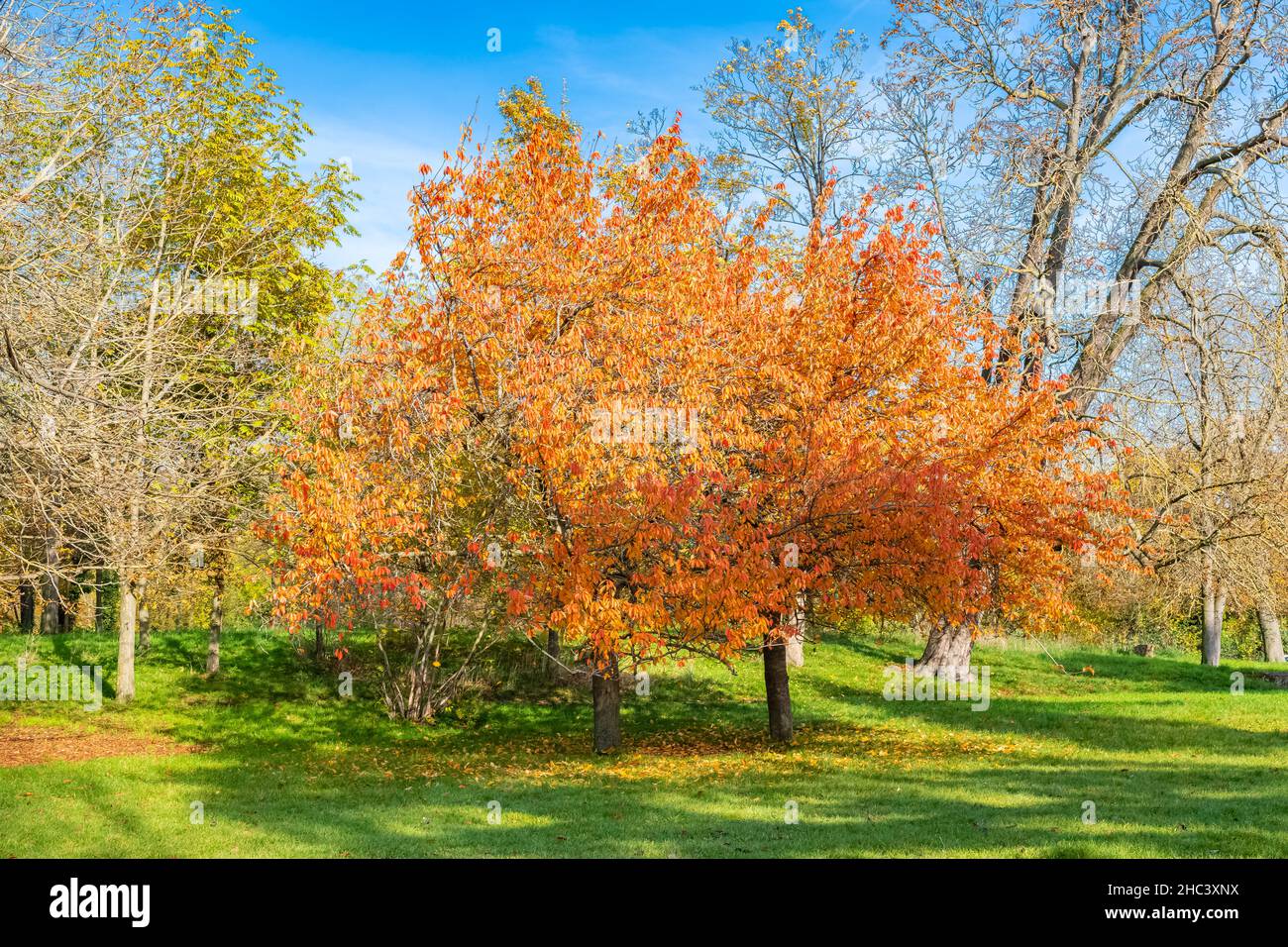 Bois de texture hi-res stock photography and images - Alamy