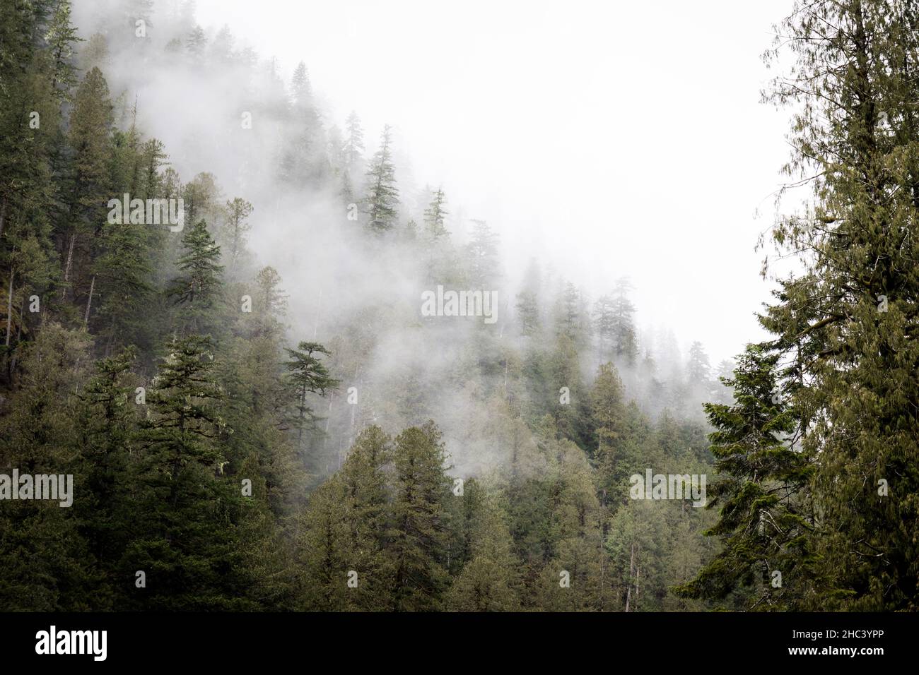 Beautiful shot of trees in the forest on a foggy day Stock Photo - Alamy