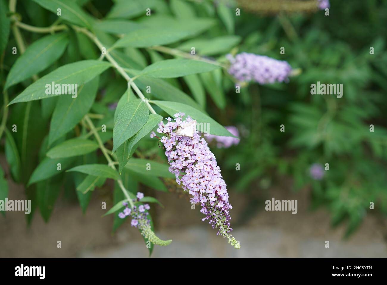 Closeup of the summer lilac, butterfly-bush, Buddleja davidii Stock ...