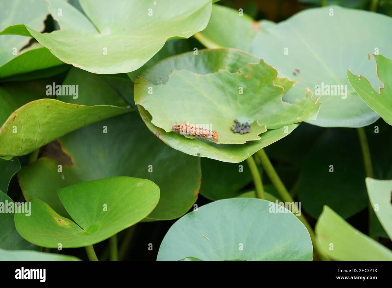Closeup of the caterpillar on the green leaves Stock Photo - Alamy