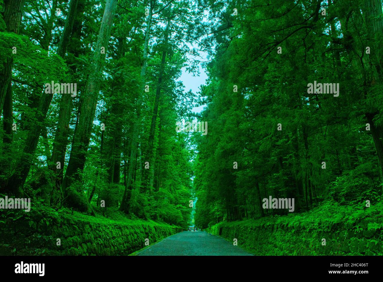 Beautiful forest scenery in Nikko, Japan Stock Photo - Alamy